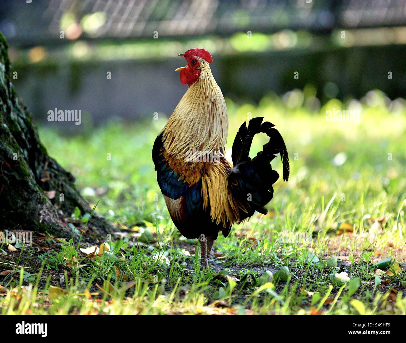 Beautiful rooster hi-res stock photography and images - Alamy