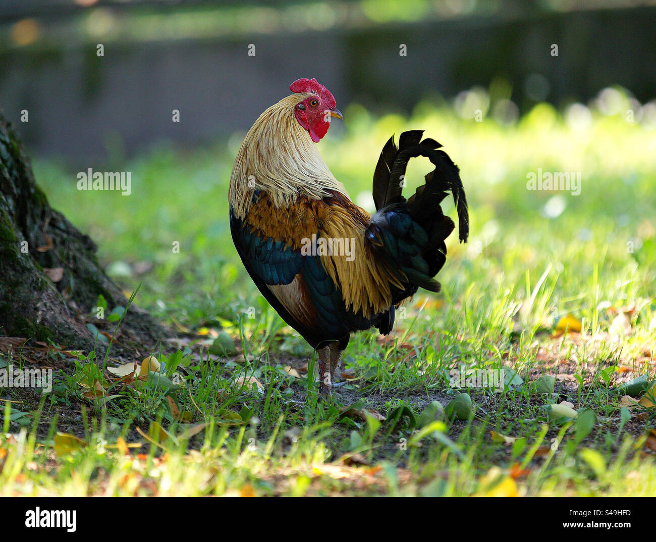 beautiful colorful rooster Stock Photo - Alamy
