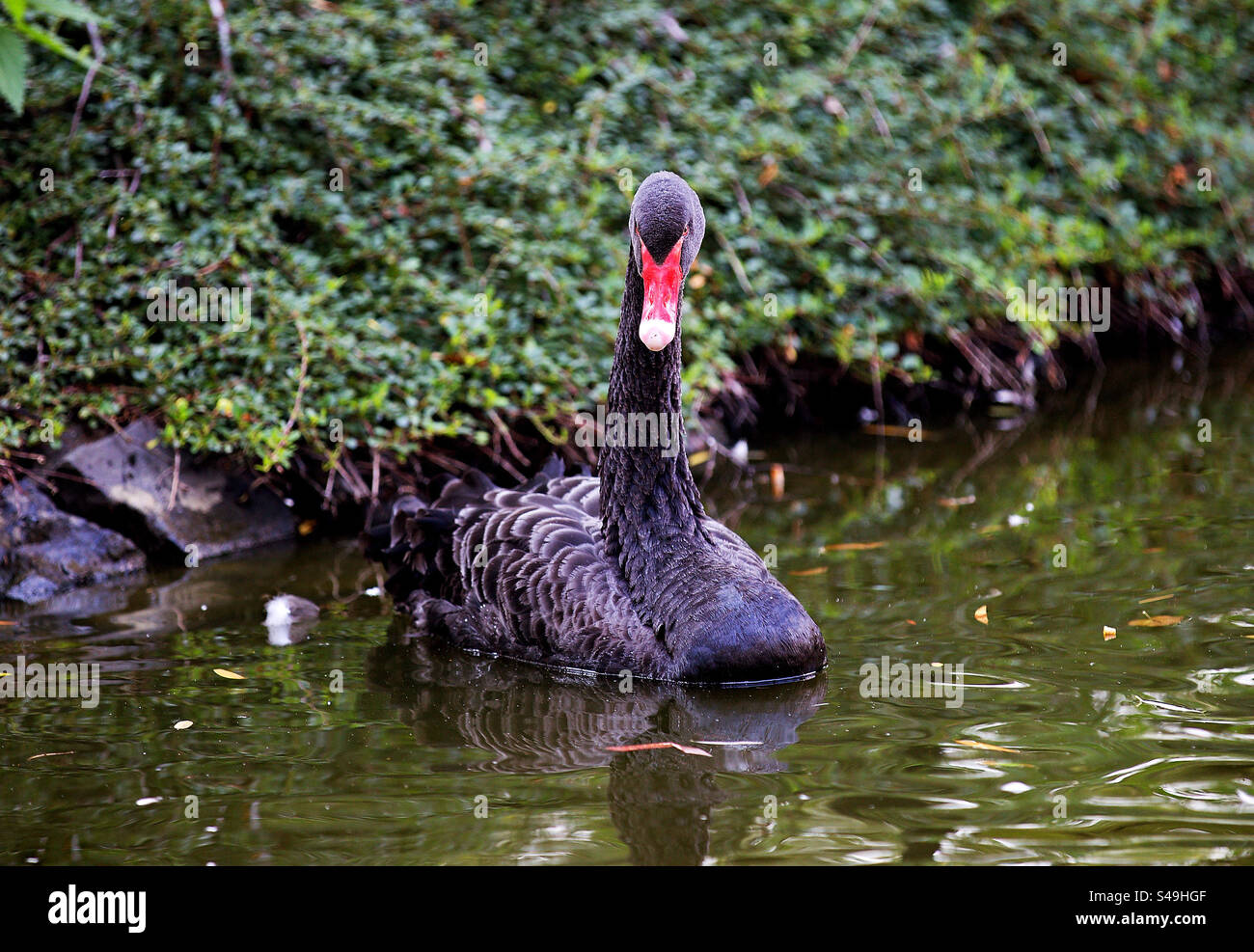 Swan eyes hi-res stock photography and images - Alamy