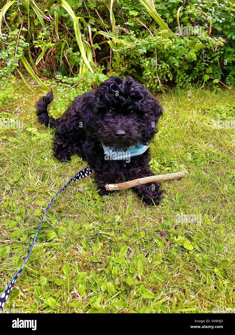 Black cockapoo dog hi-res stock photography and images - Alamy