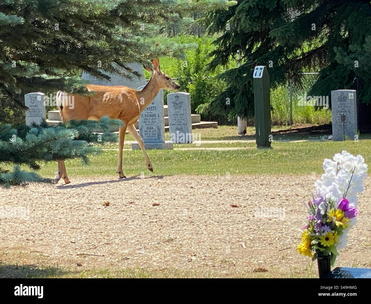 A deer walks through a cemetery Stock Photo - Alamy