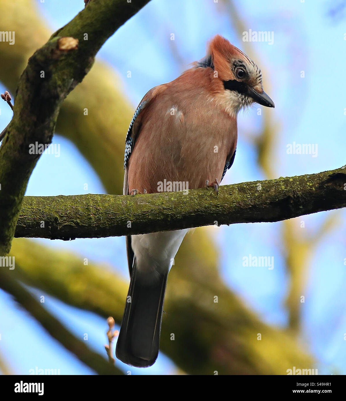 Jay bird europe hi-res stock photography and images - Alamy