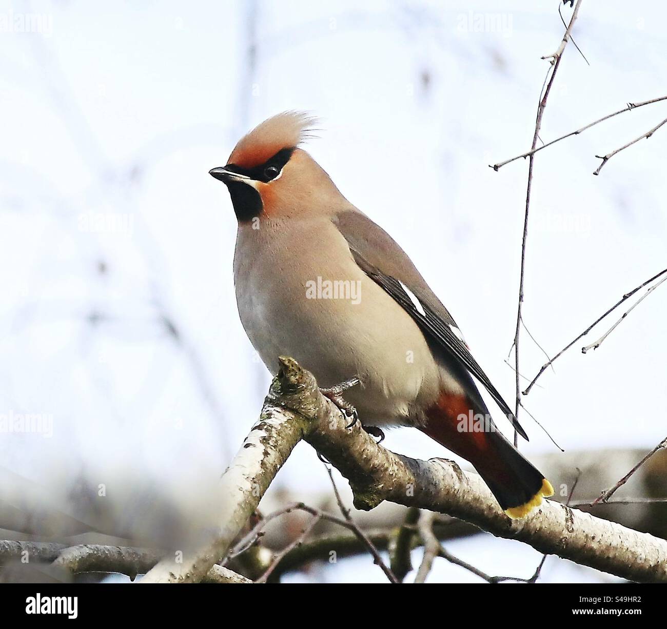 Waxwing bird hi-res stock photography and images - Alamy