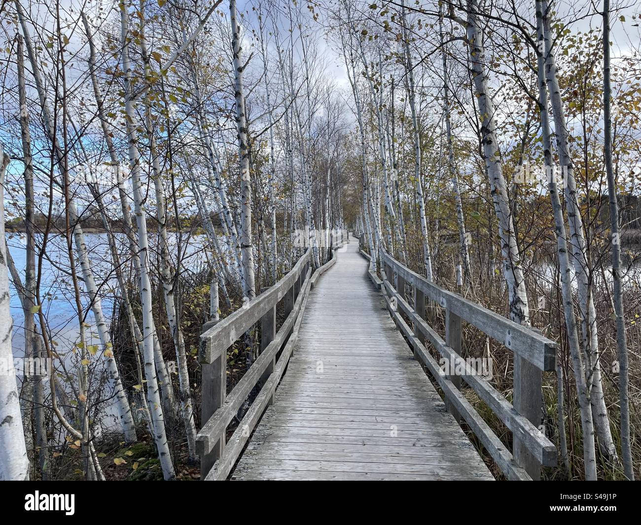 Tree and boardwalk hi-res stock photography and images - Alamy