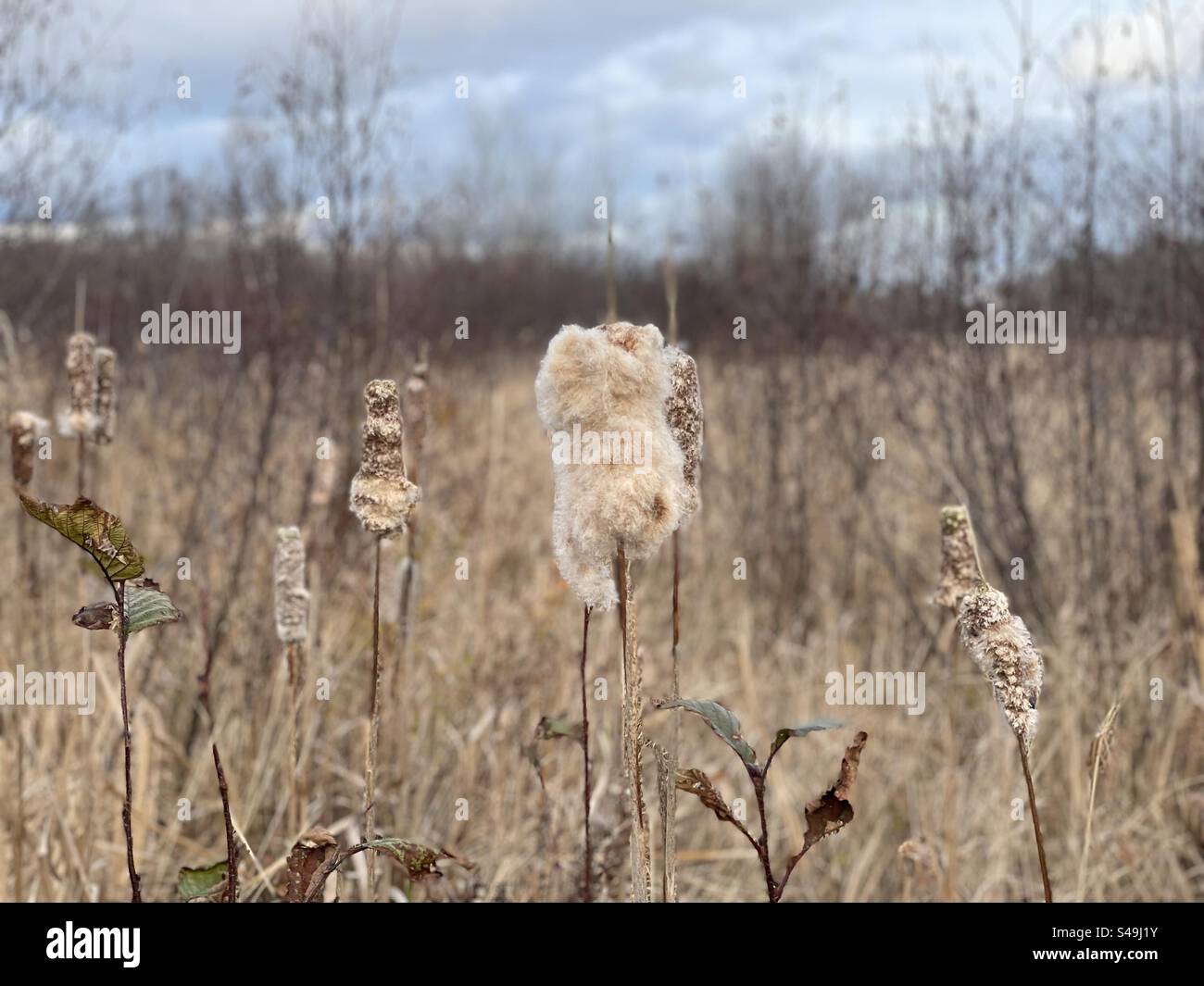 Fall cattails hi-res stock photography and images - Alamy