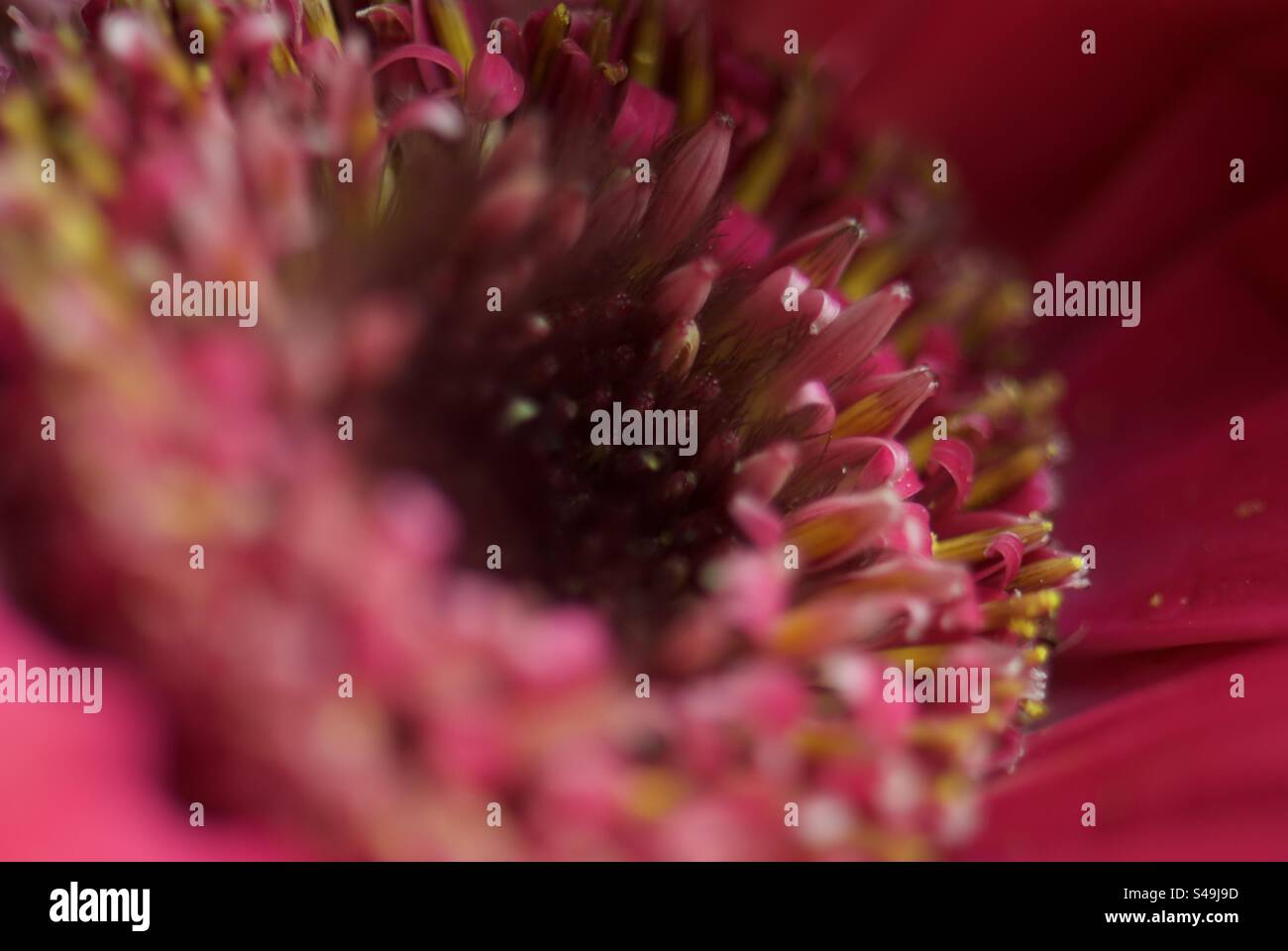 Flower close ups hi-res stock photography and images - Alamy