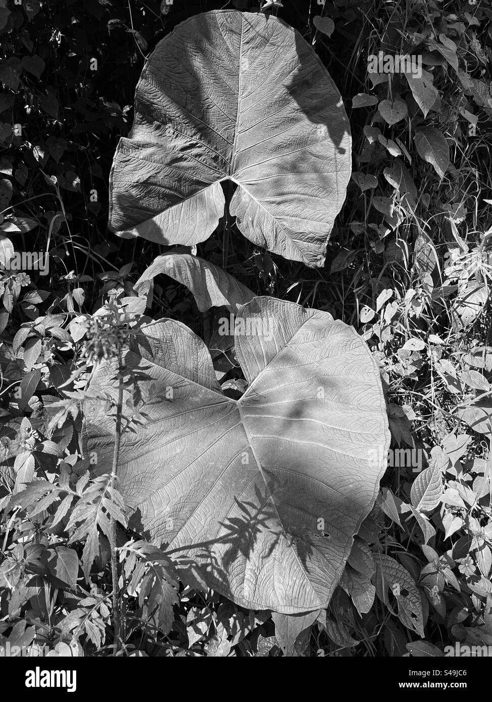 landscape of the humid tropics of America, sunny summer day Stock Photo ...