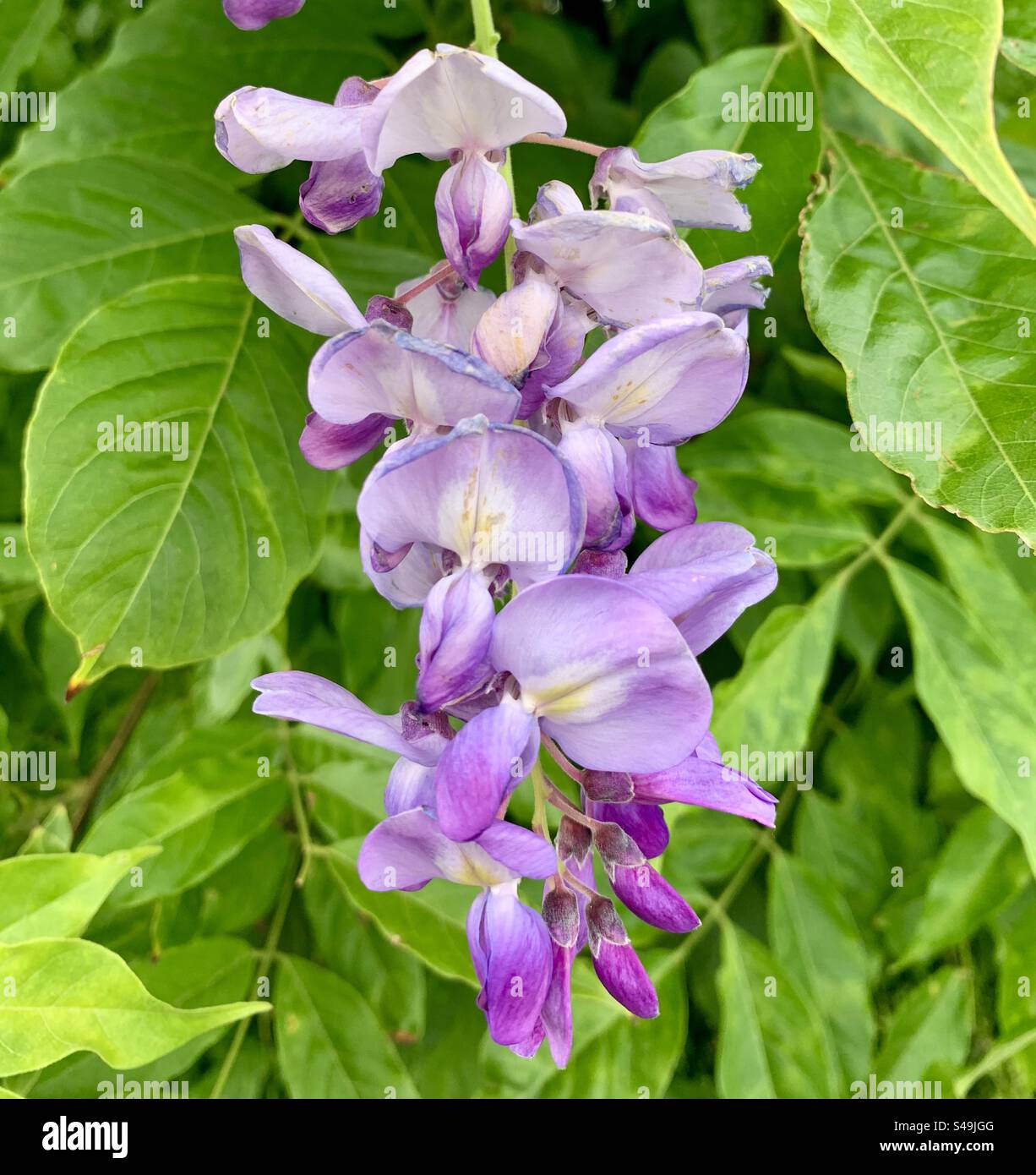 Purple wisteria flowers Stock Photo - Alamy