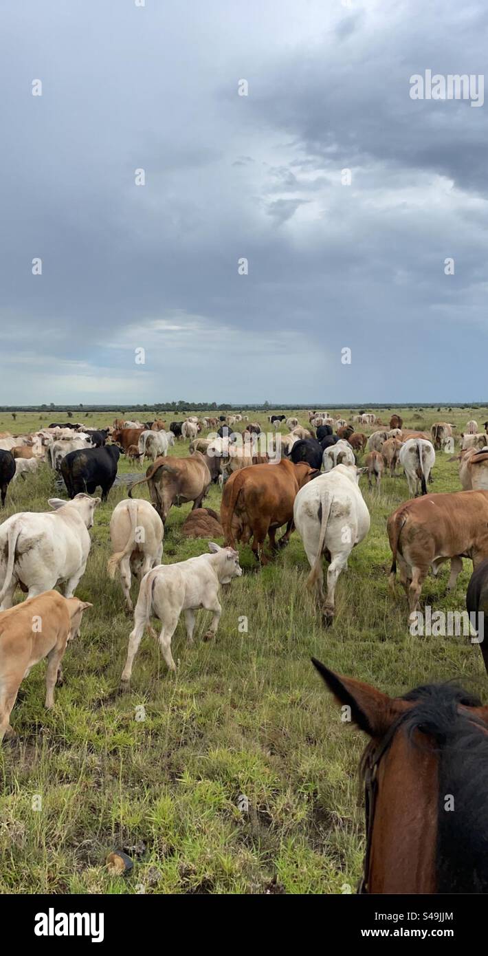 Mustering hi-res stock photography and images - Alamy