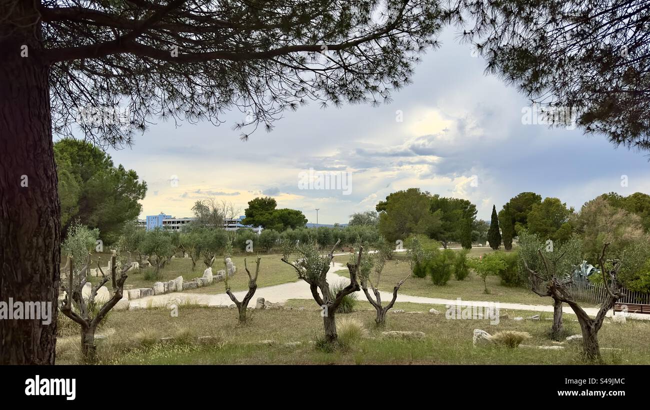 Landscape shot of olive trees and paths in Parc du Levant, Palavas-les ...