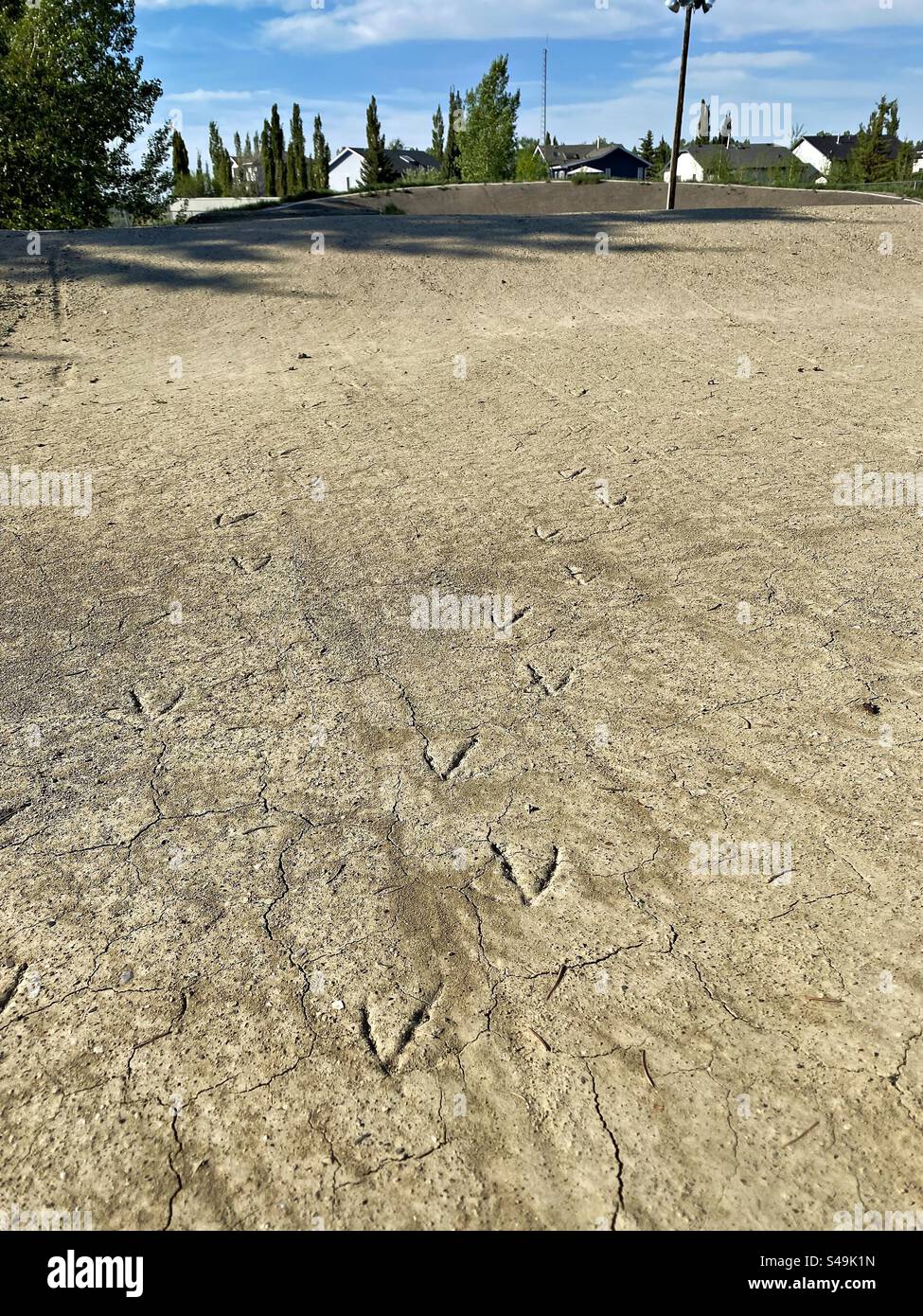 Bird footprints in hardened mud on a BMX track Stock Photo - Alamy