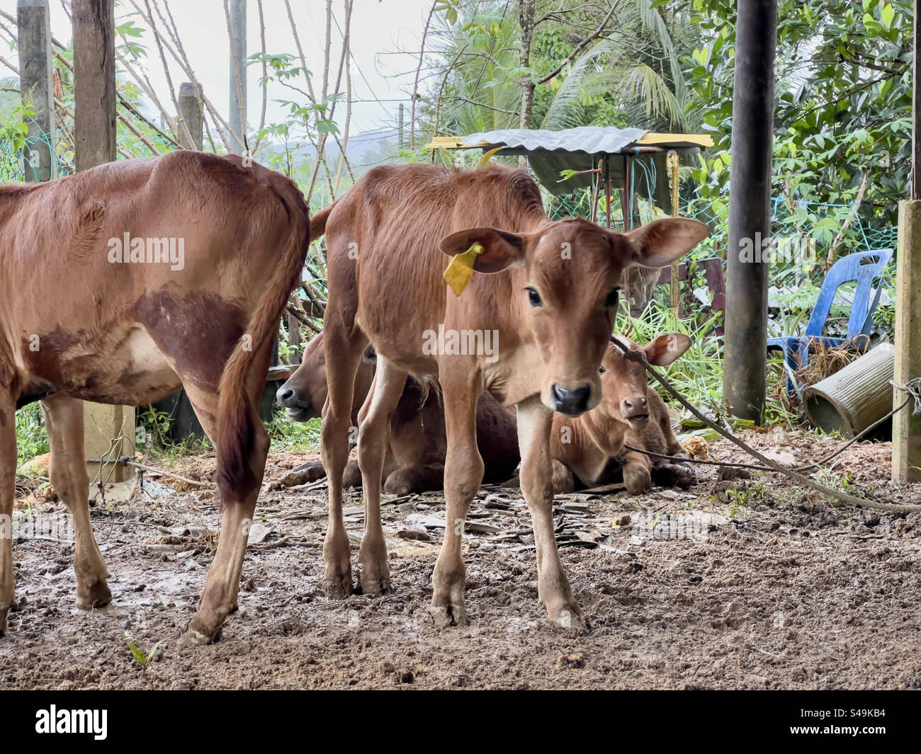 A brown calf resting and standing in a muddy farm yard at Felda Kerteh ...
