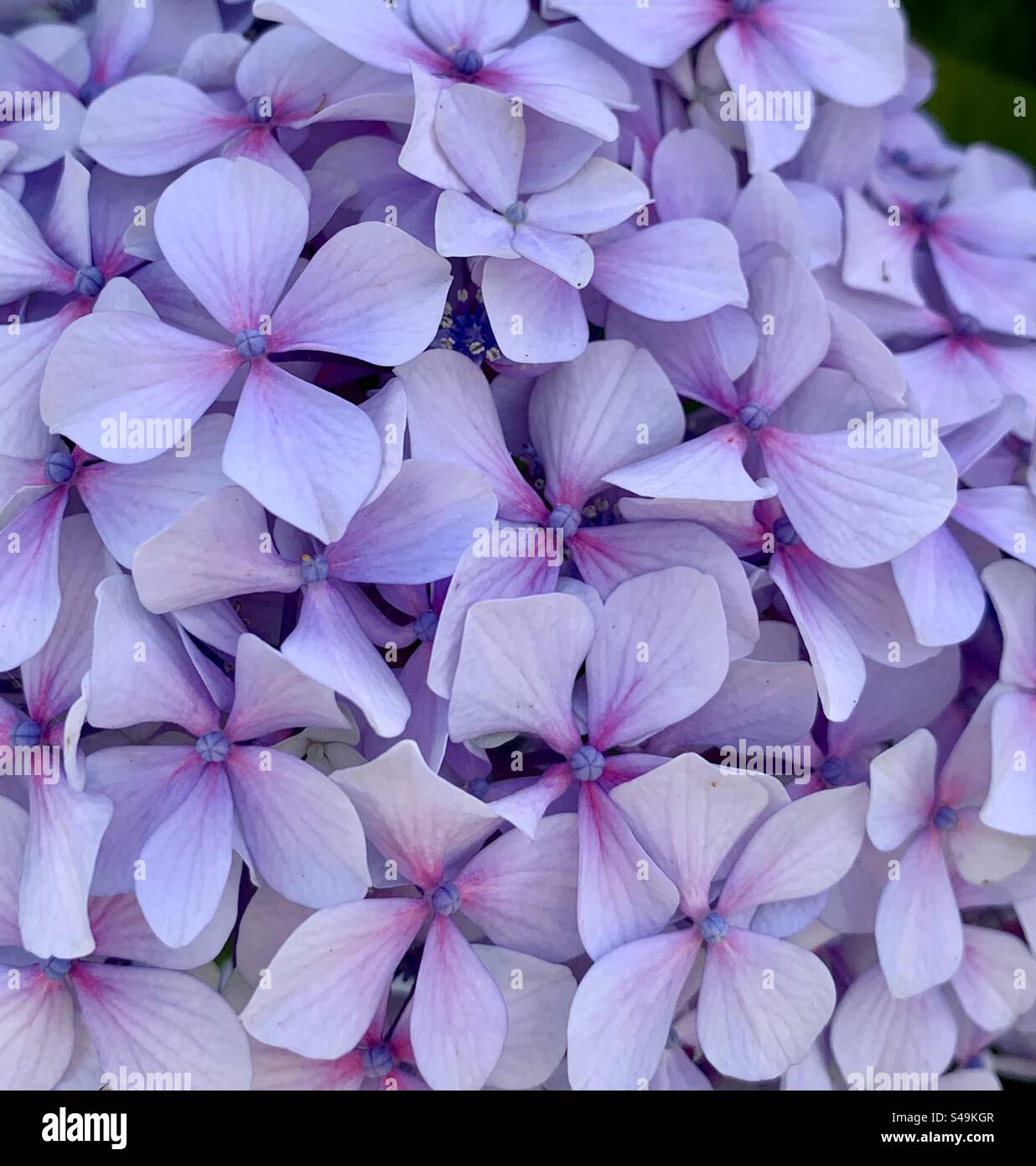 Purple hydrangea flowers Stock Photo - Alamy