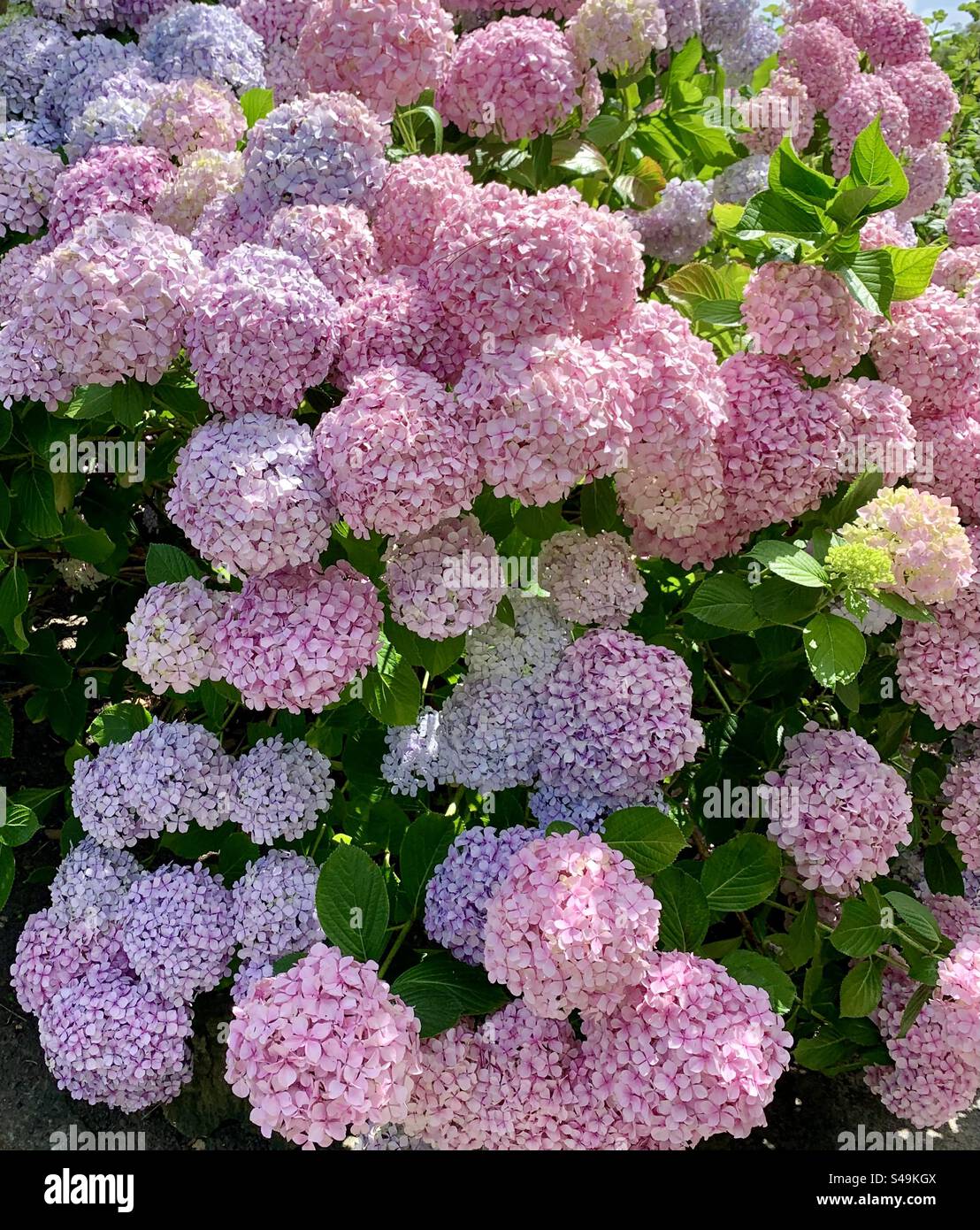 Purple and pink hydrangea hi-res stock photography and images - Alamy