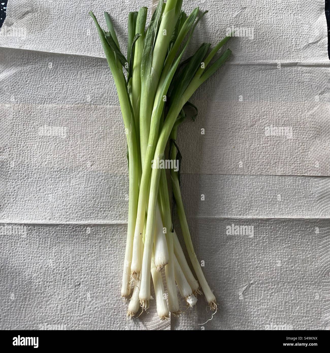 Bunch of spring onions hi-res stock photography and images - Alamy