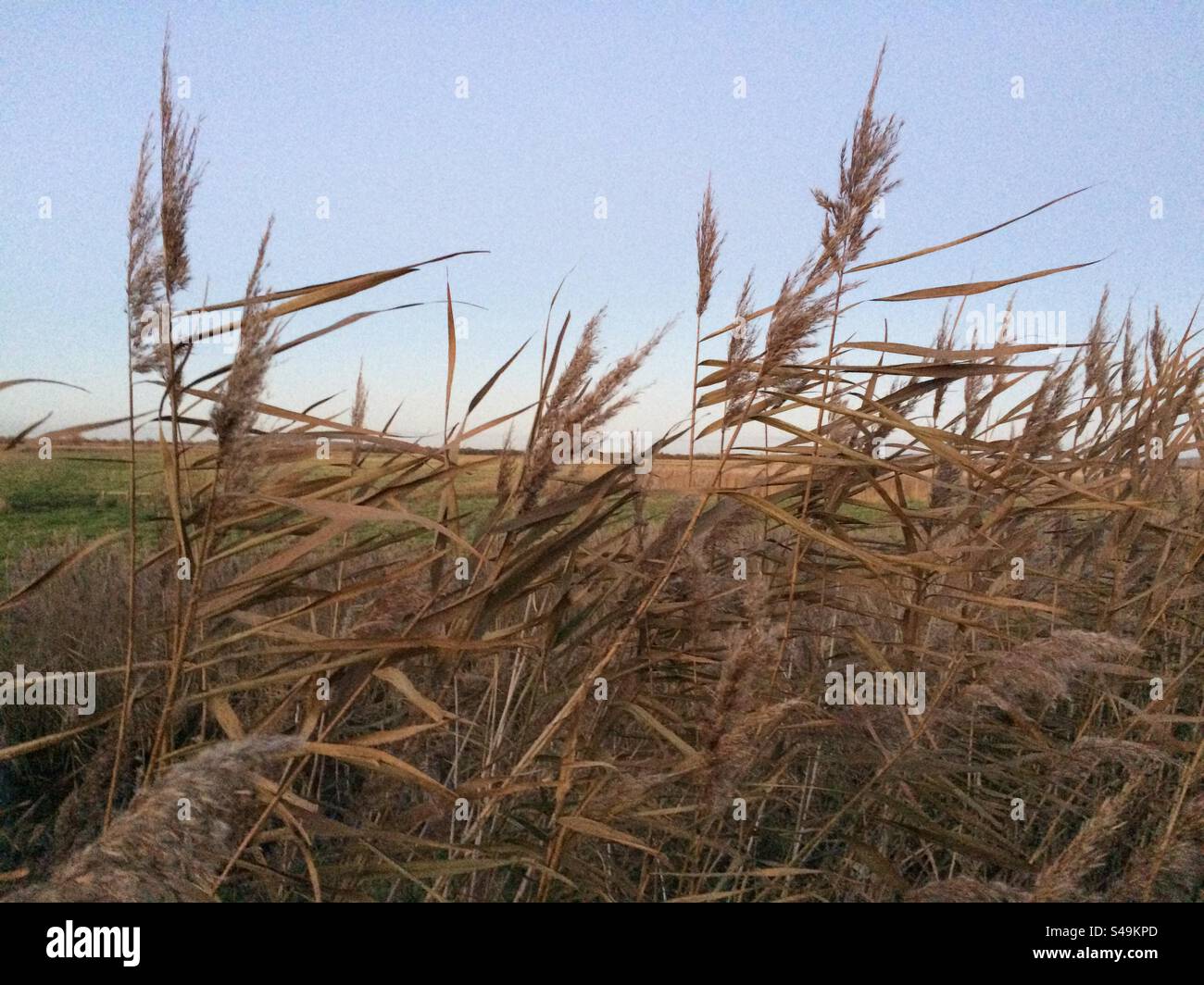 Seed heads of grasses hi-res stock photography and images - Alamy