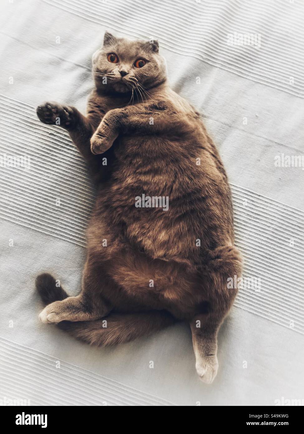 Lovely Scottish fold Stock Photo - Alamy