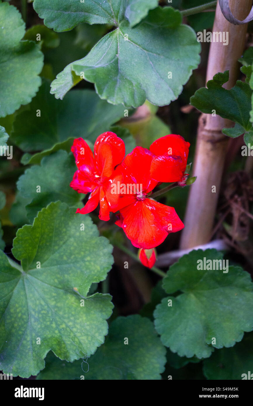 Decorative foliage geraniums hi-res stock photography and images - Alamy