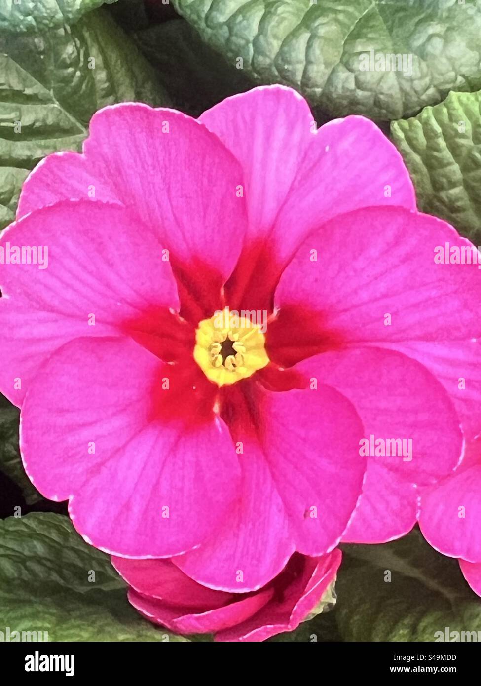 Pink Primrose - close-up Stock Photo - Alamy