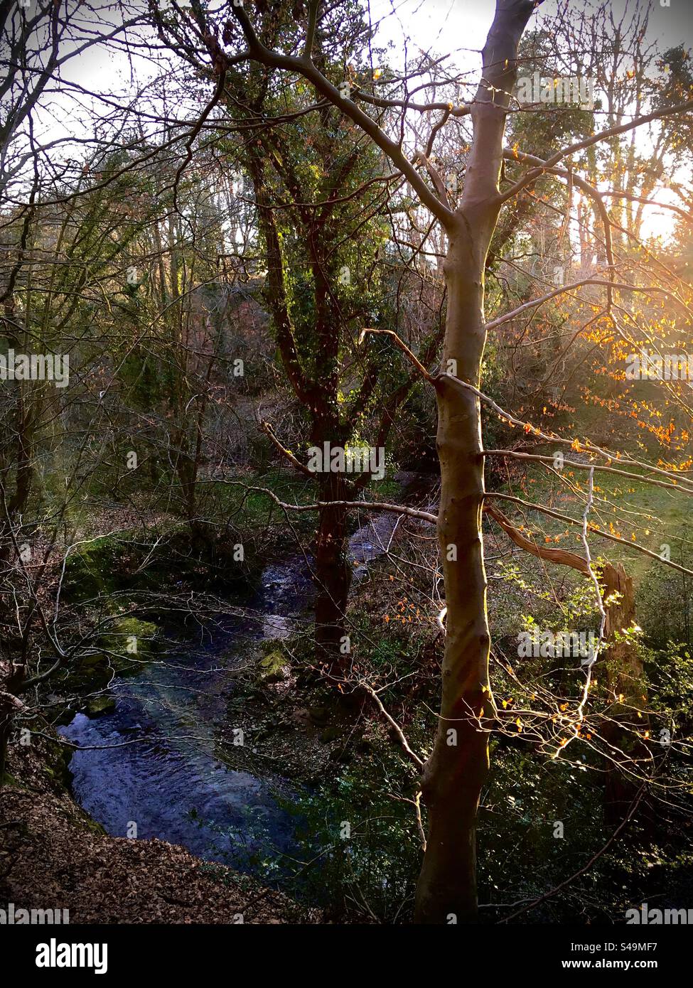 Water river woodland walk hi-res stock photography and images - Alamy