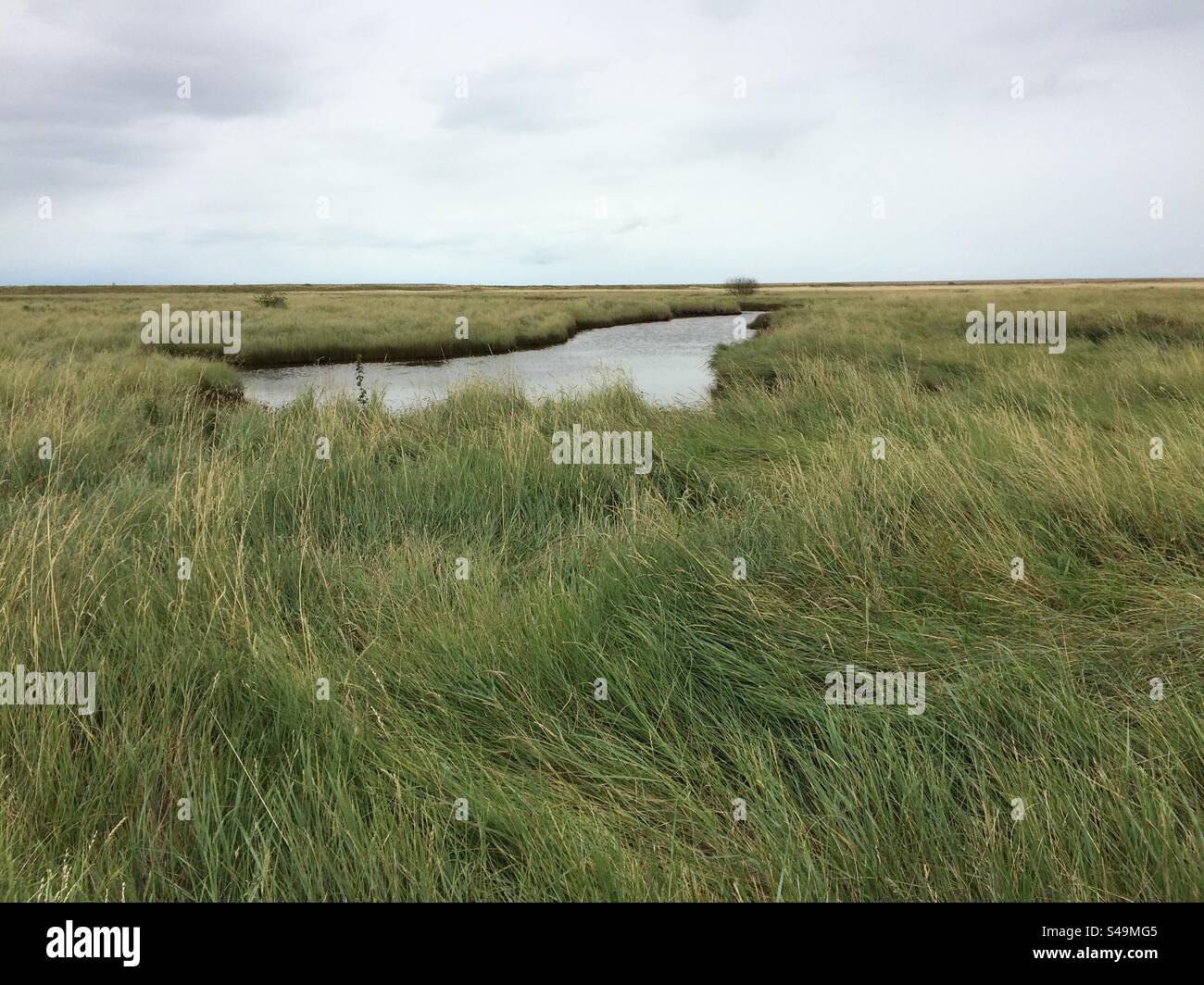 Windswept grass hi-res stock photography and images - Alamy