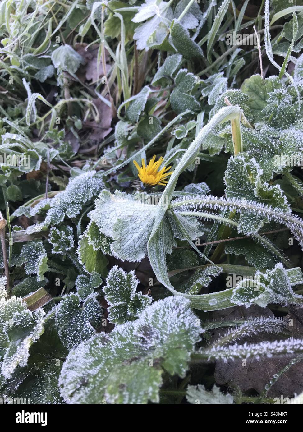 Winter temperatures hi-res stock photography and images - Alamy