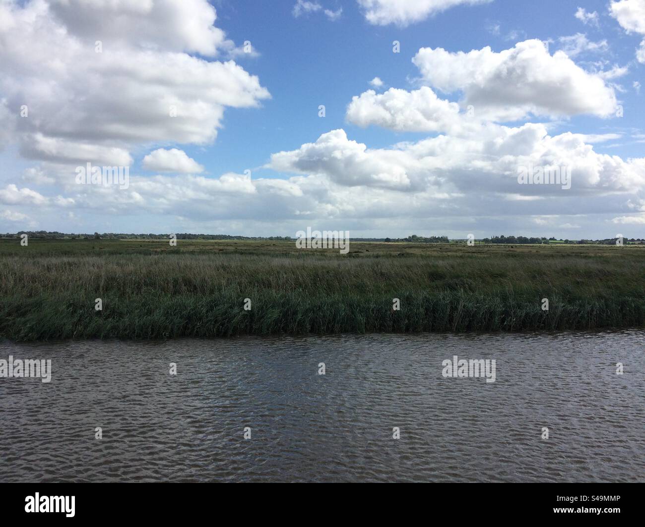 Water reeds hi-res stock photography and images - Alamy