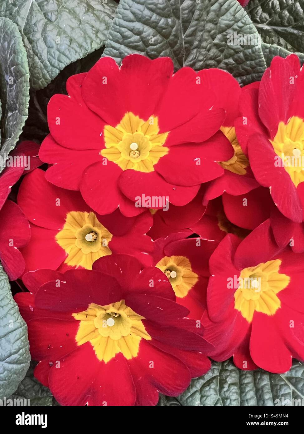 Red primrose flower hi-res stock photography and images - Alamy
