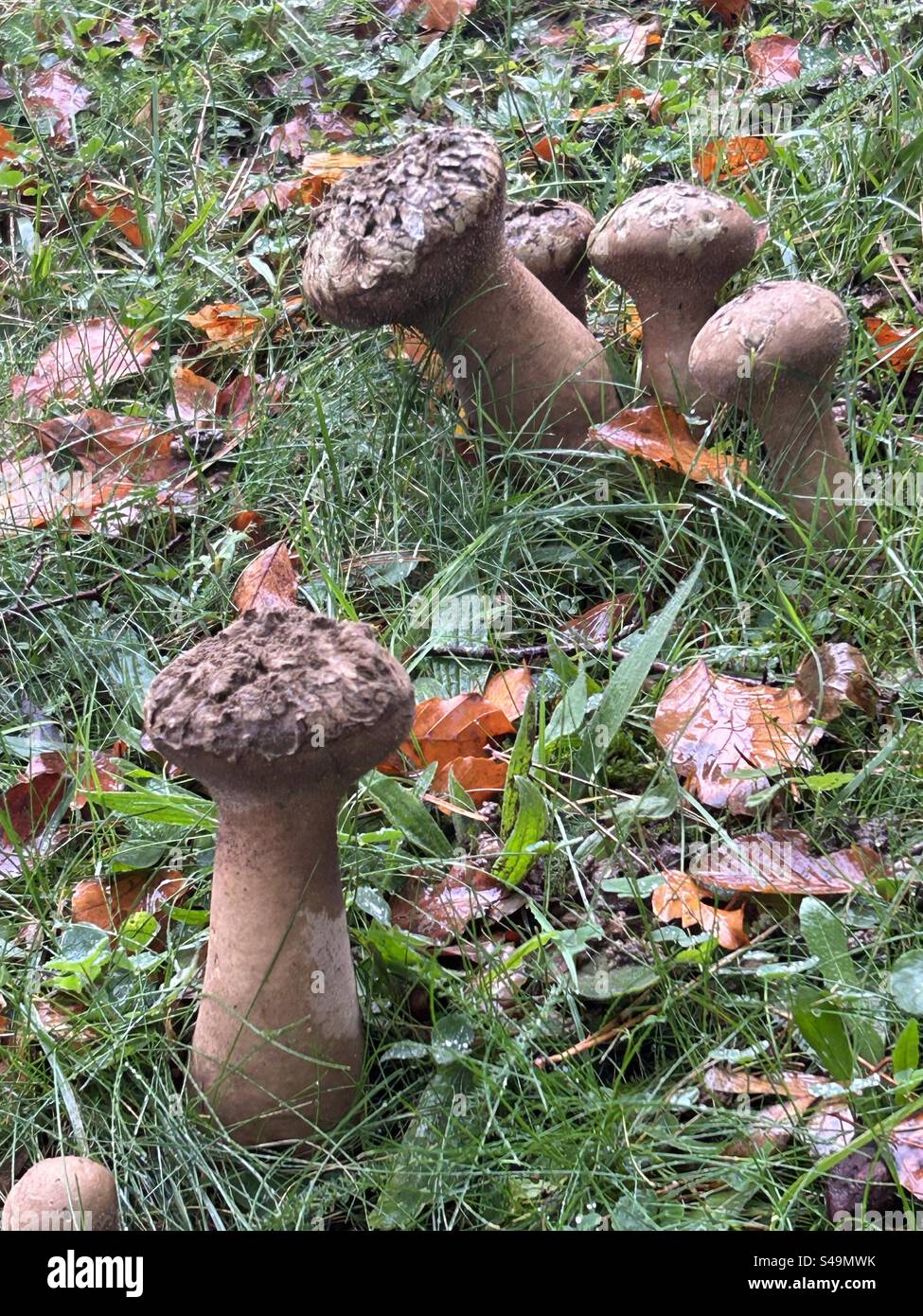 By herbe hi-res stock photography and images - Alamy