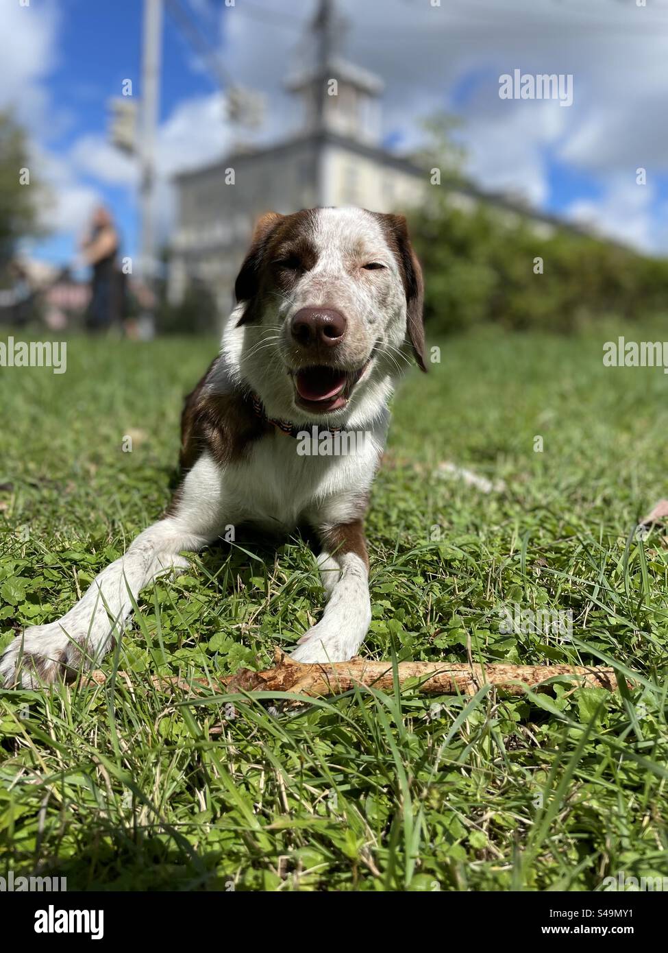 Happy street dog hi-res stock photography and images - Alamy