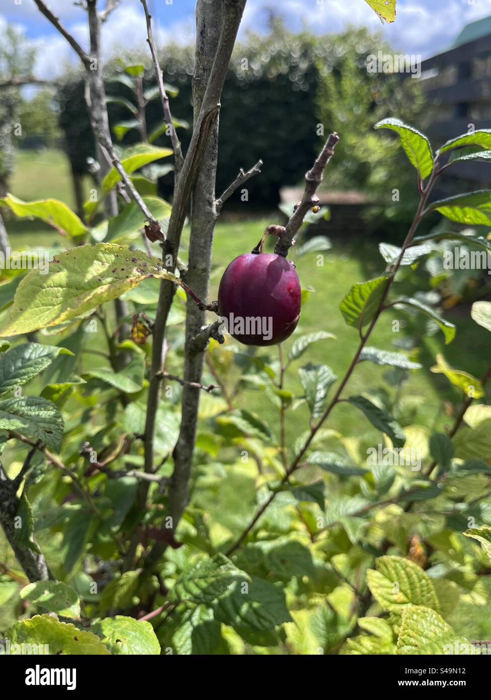 Plum fruit tree hi-res stock photography and images - Alamy