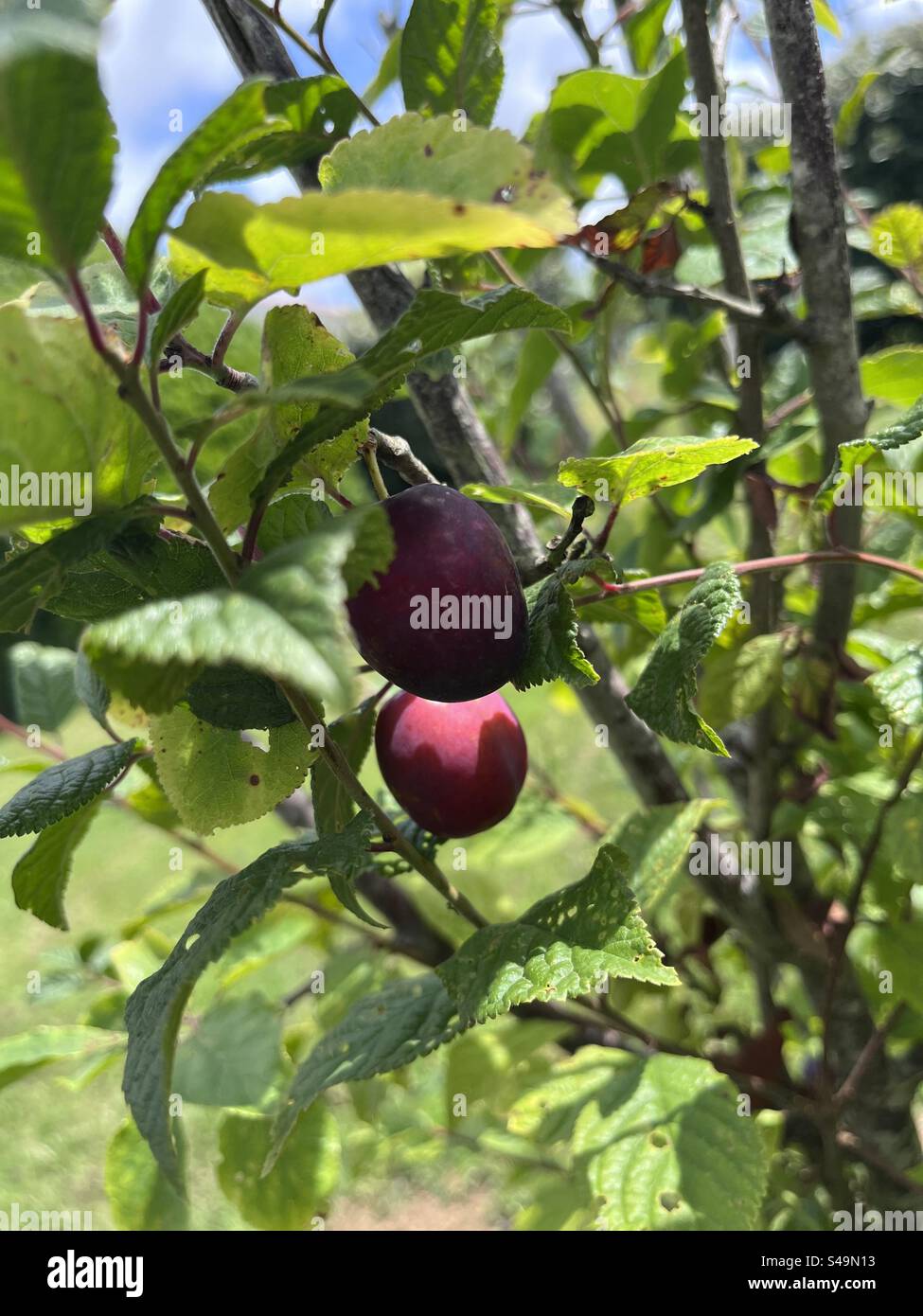 Damson tree hi-res stock photography and images - Alamy