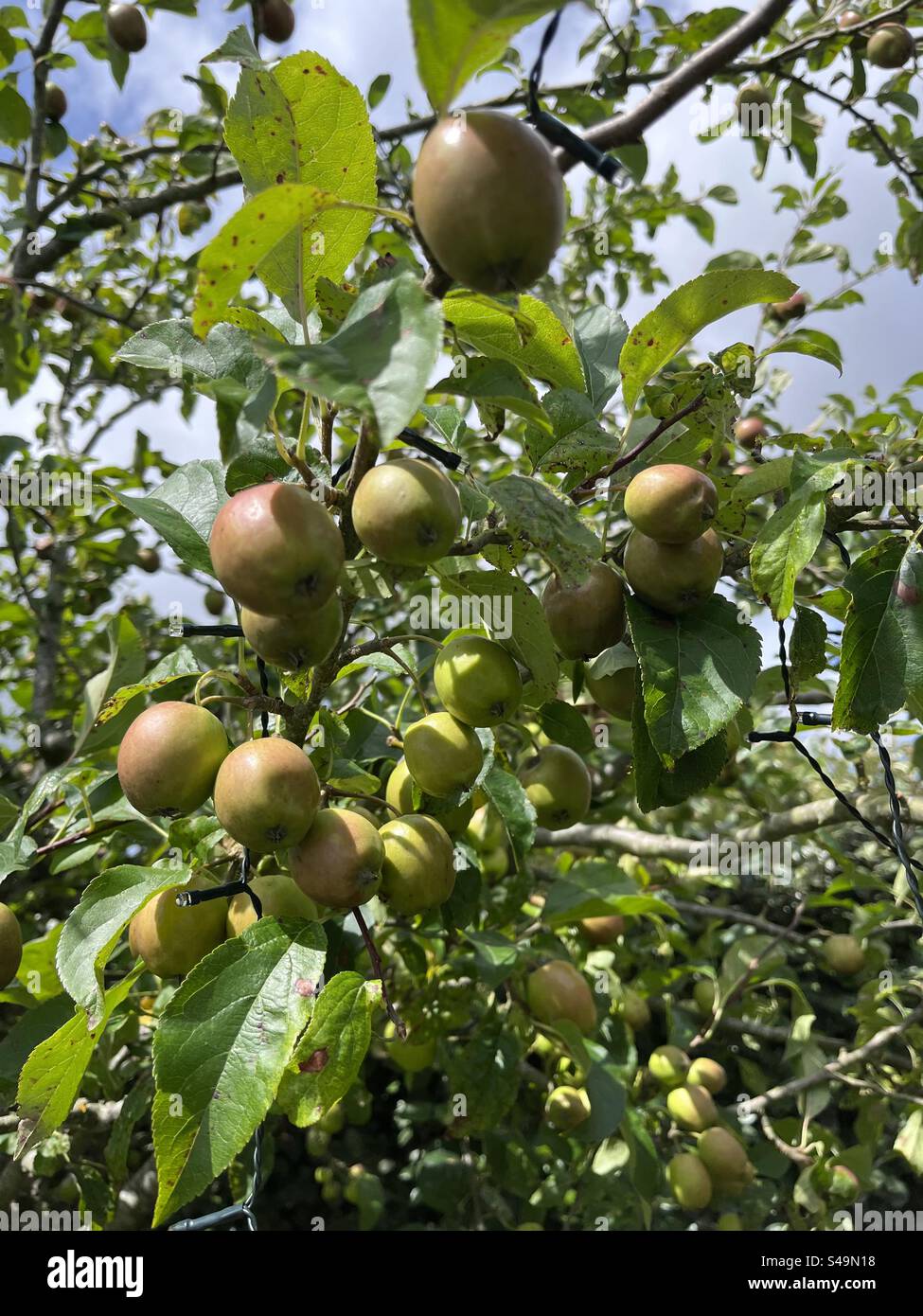 Apple orchard tree hi-res stock photography and images - Alamy
