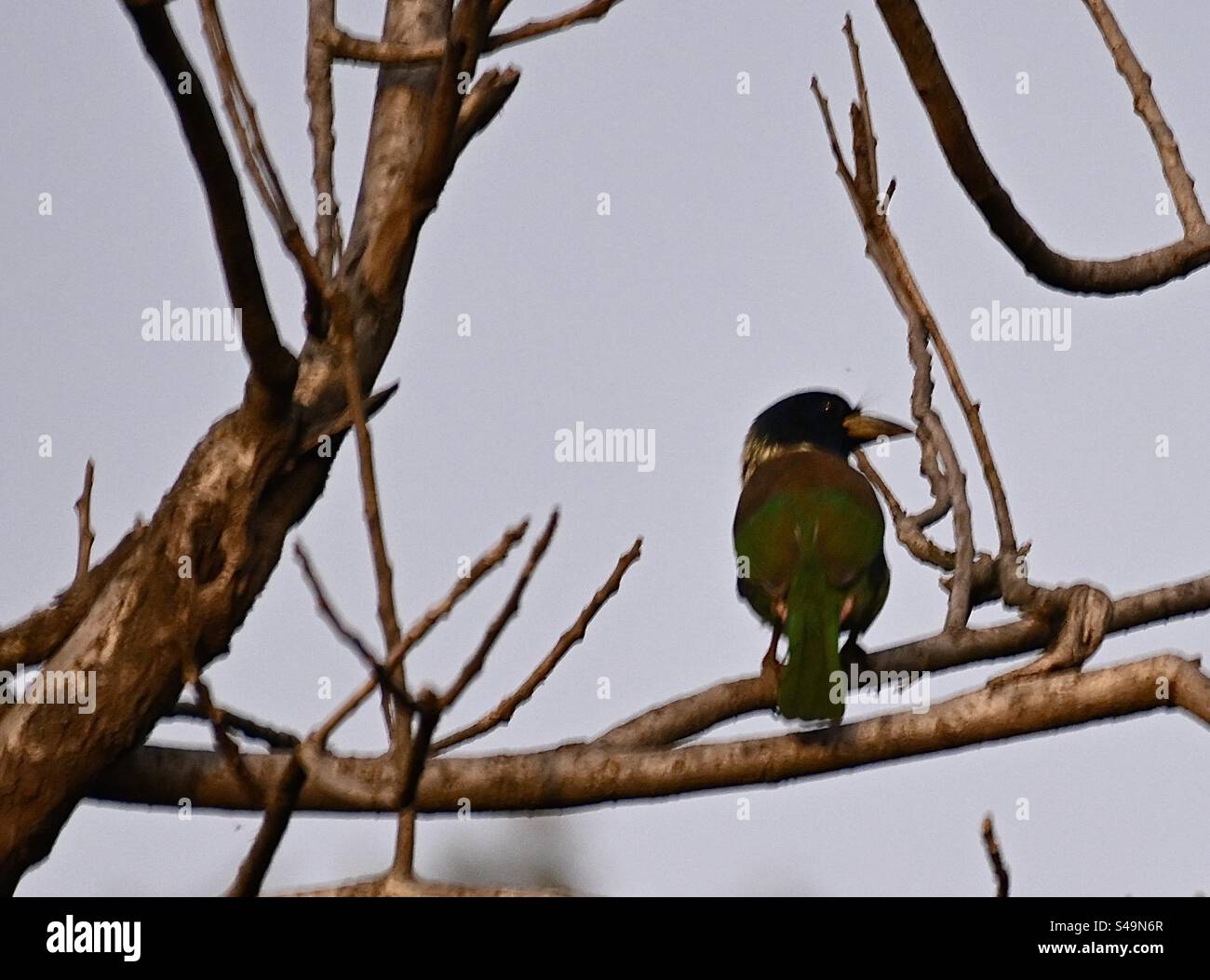 Great barbet hi-res stock photography and images - Alamy