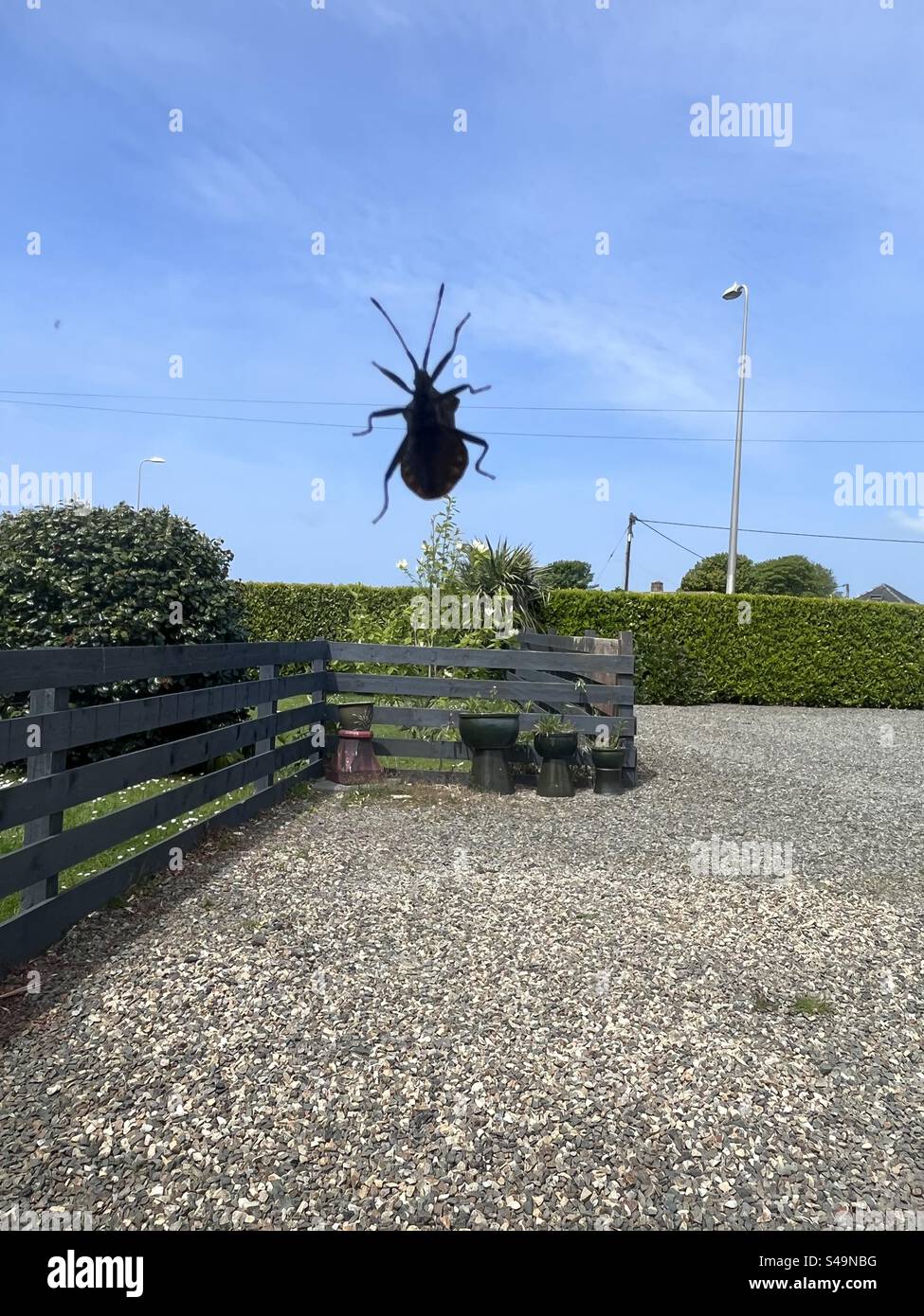 Beatle insect hi-res stock photography and images - Alamy