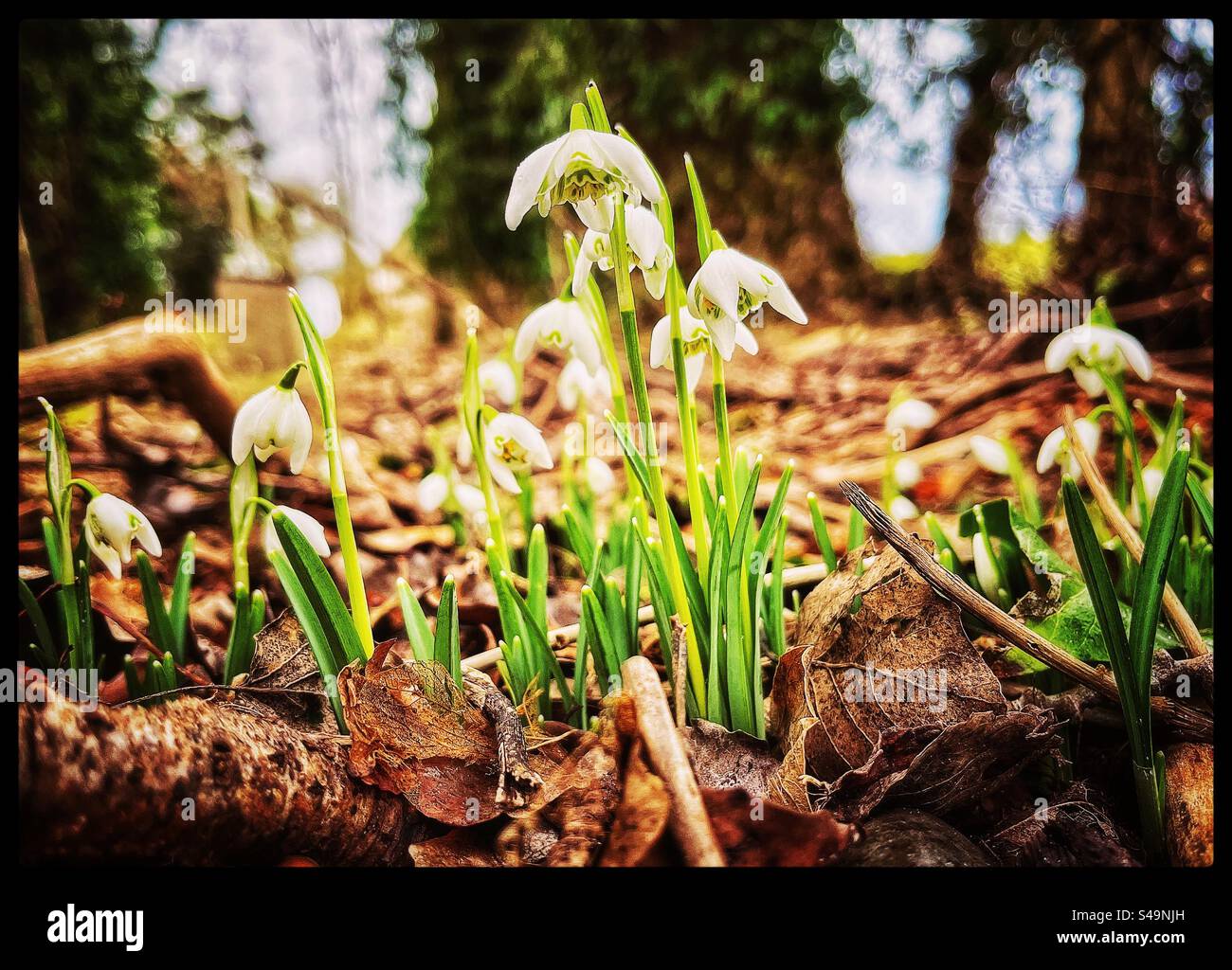 Snowdrops and leaves hi-res stock photography and images - Alamy