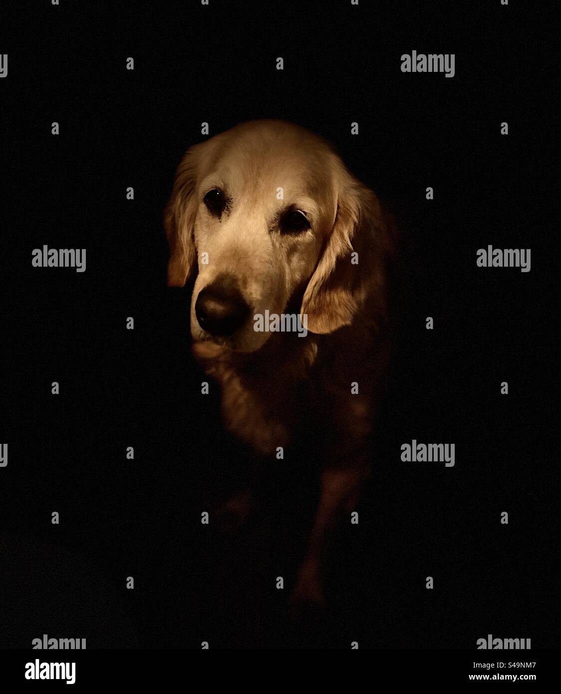 Sad dog face hi-res stock photography and images - Alamy