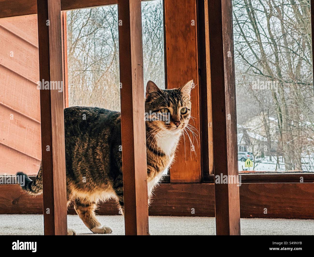 Cat jail Stock Photo - Alamy