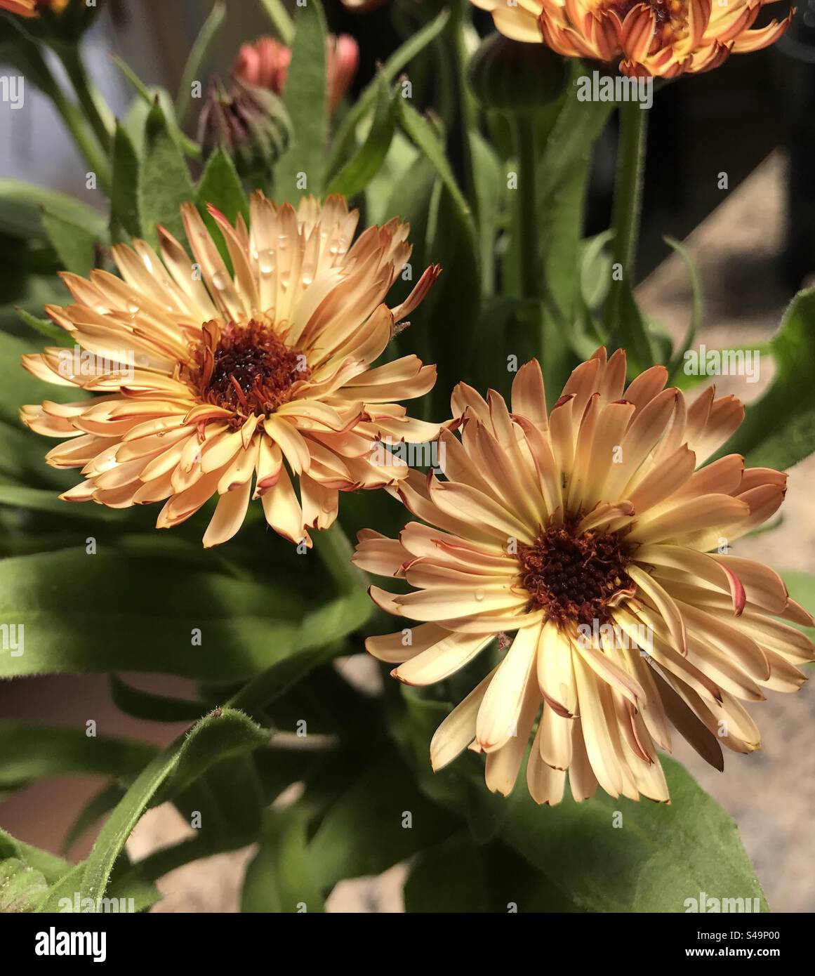 Bronze calendula hi-res stock photography and images - Alamy