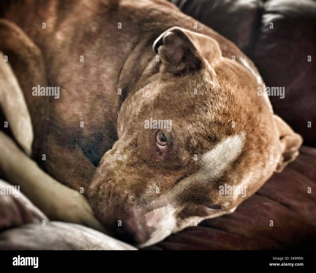 Pouting dog hi-res stock photography and images - Alamy