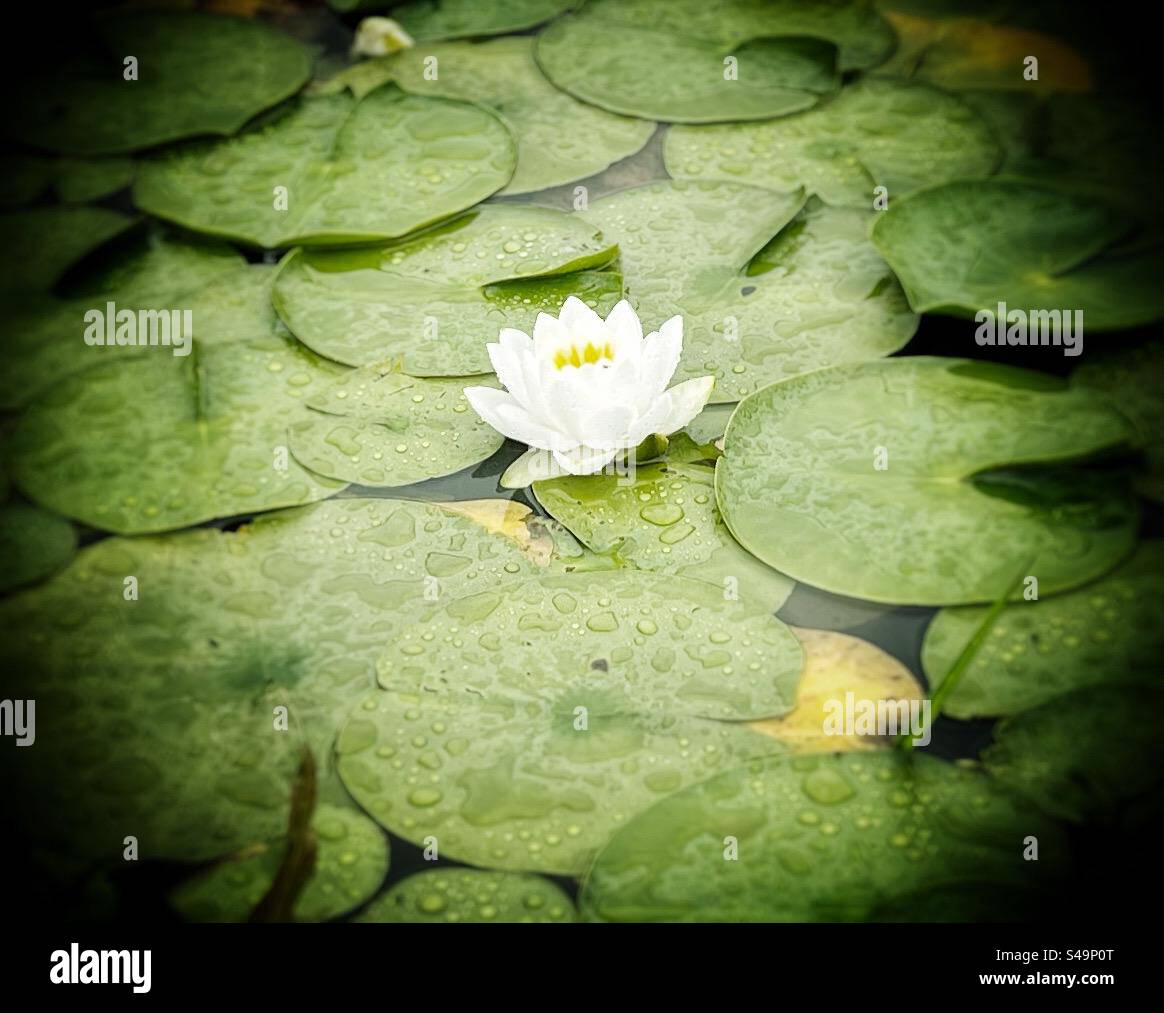 Lilly pad and lilly hi-res stock photography and images - Alamy