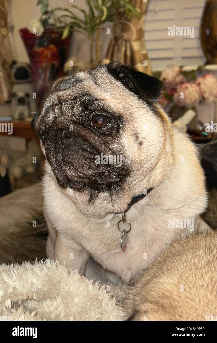 Fawn female pug Stock Photo - Alamy
