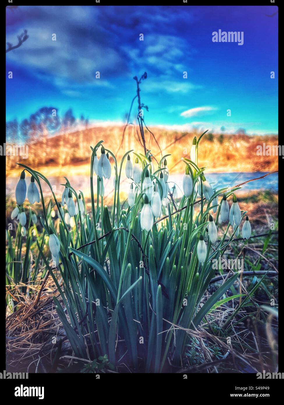 Snowdrops and leaves hi-res stock photography and images - Alamy