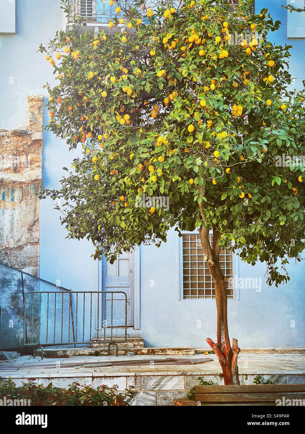 Loaded lemon tree in Greece. March 2023 n front of rustic blue building ...