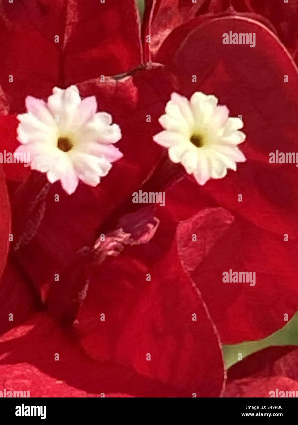 Flower with face hi-res stock photography and images - Alamy