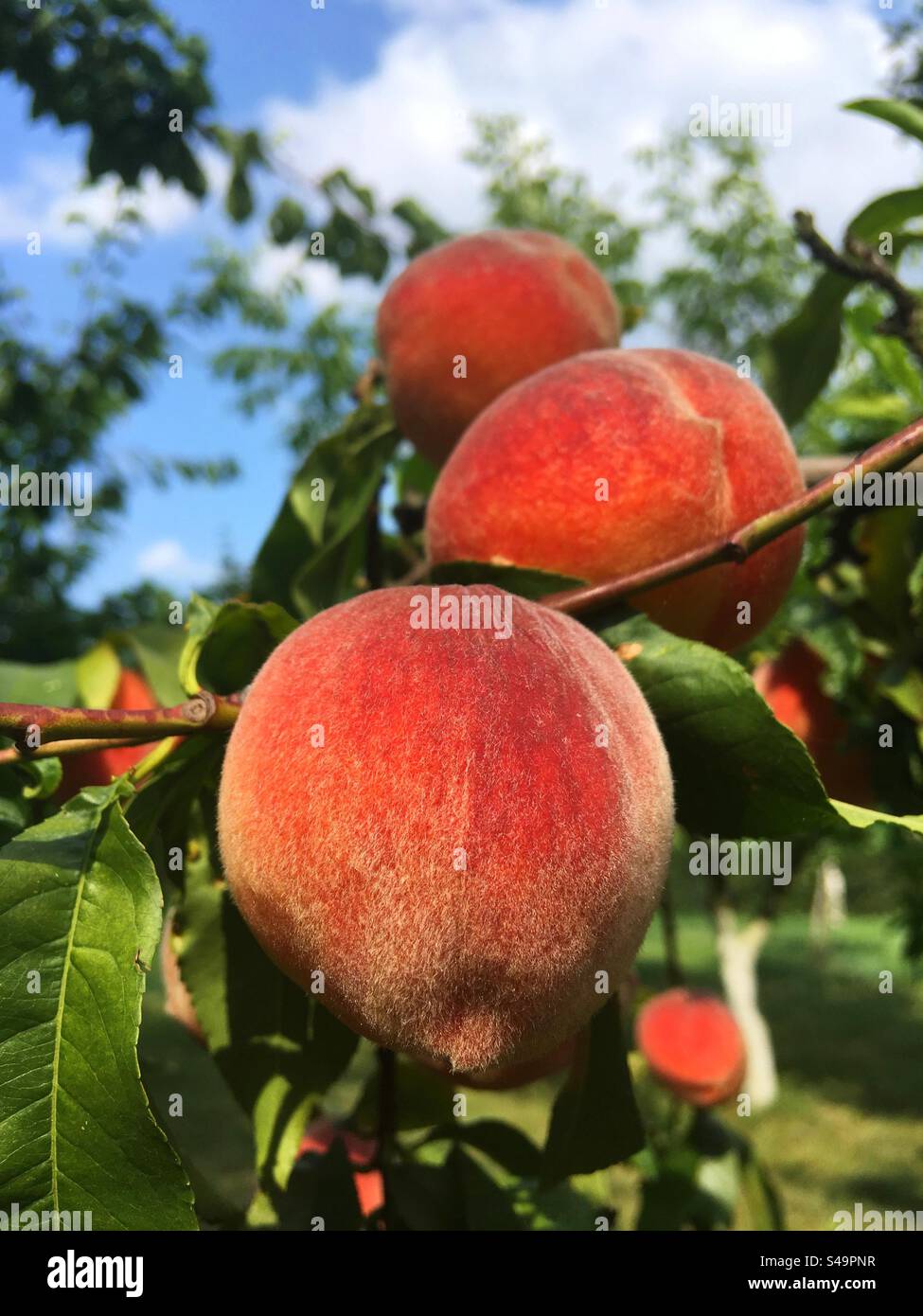 Ripe peaches tree hi-res stock photography and images - Alamy