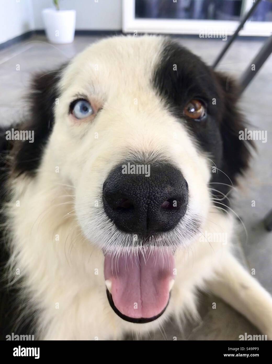 Happy border collie hi-res stock photography and images - Alamy