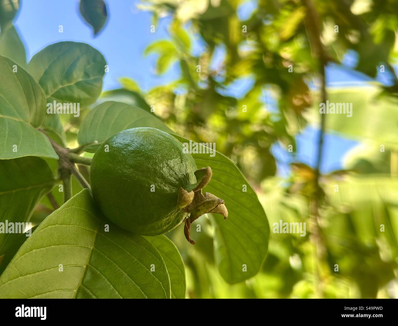 Guava plant hi-res stock photography and images - Alamy