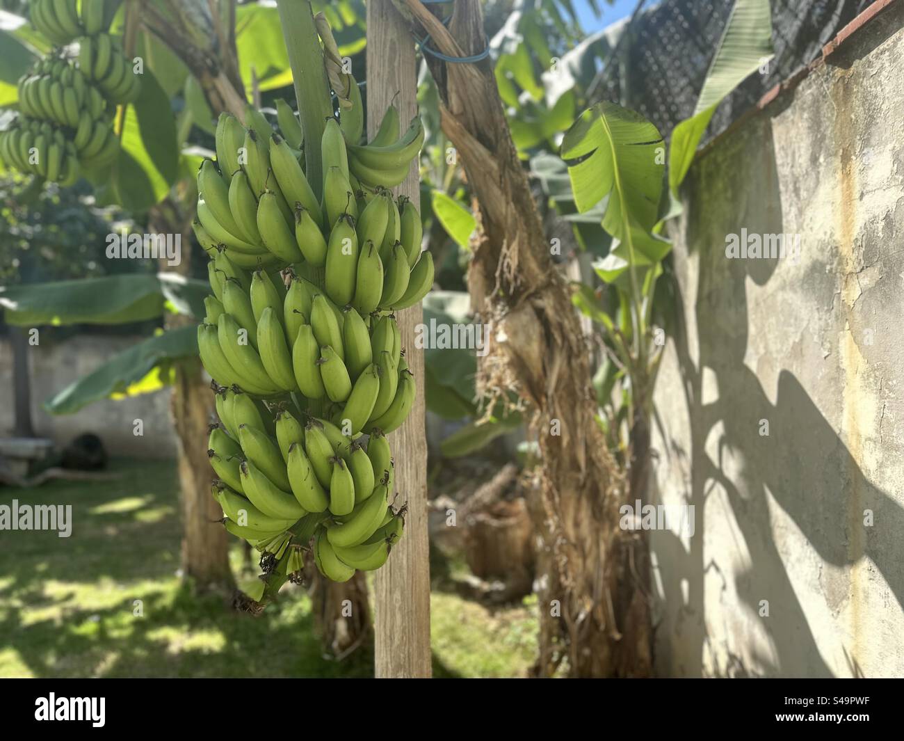 Banana plant flowering in backyard garden Stock Photo - Alamy