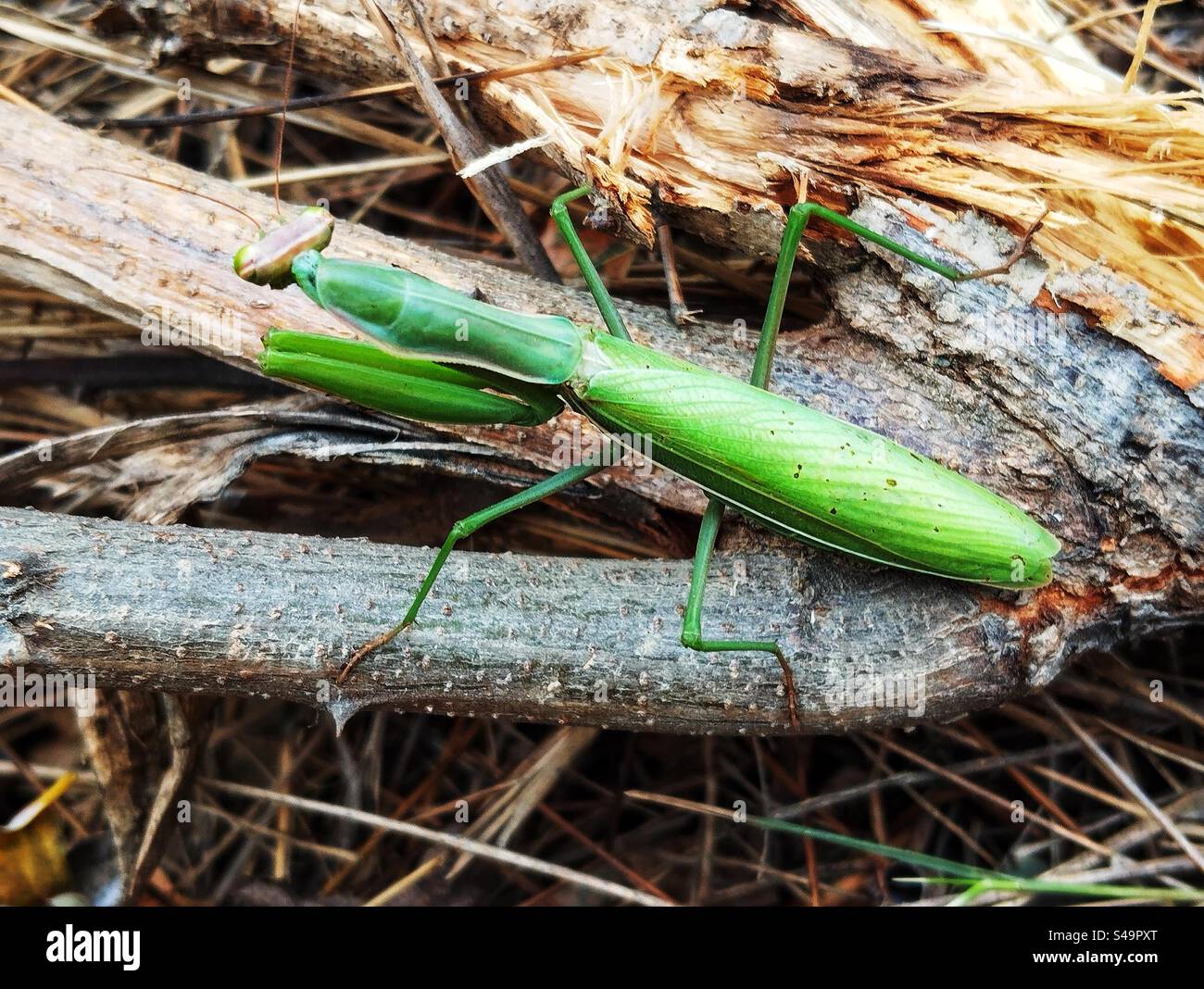 Big praying mantis hi-res stock photography and images - Alamy